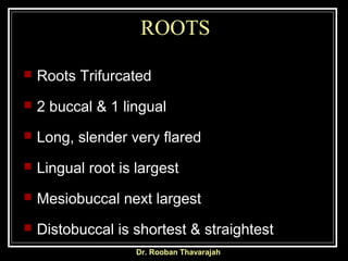 Morphology of Human Deciduous Maxillary Molar Tooth | PPT