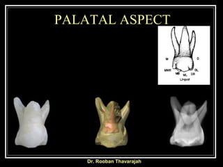 Morphology of Human Deciduous Maxillary Molar Tooth | PPT