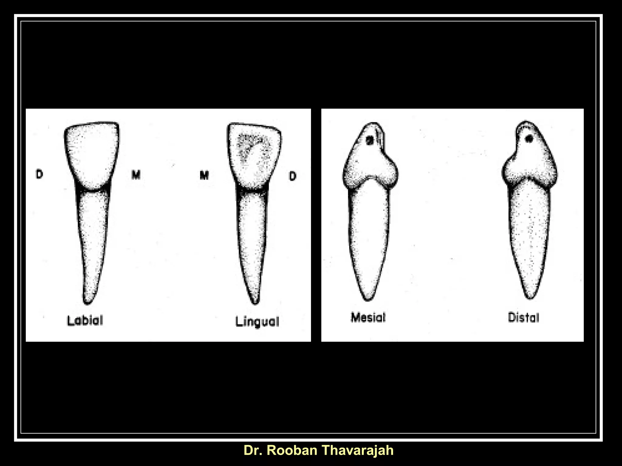 Morphology of Human Deciduous Mandibular Central Incisor Tooth | PPT