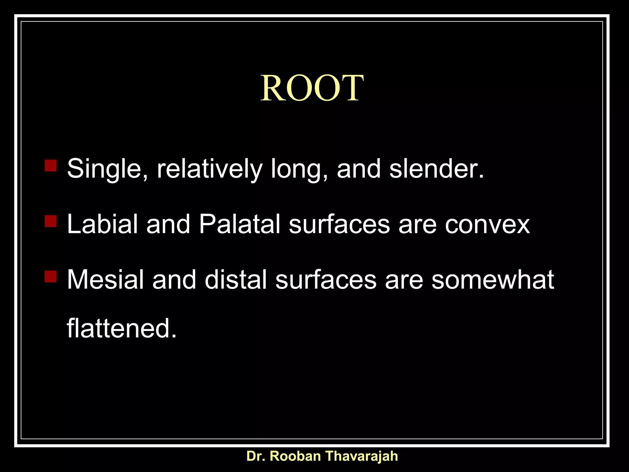 Morphology of Human Deciduous Mandibular Central Incisor Tooth | PPT