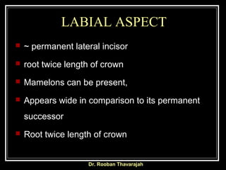 Morphology of Human Deciduous Mandibular Central Incisor Tooth | PPT