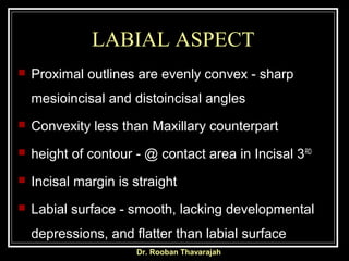 Morphology of Human Deciduous Mandibular Central Incisor Tooth | PPT