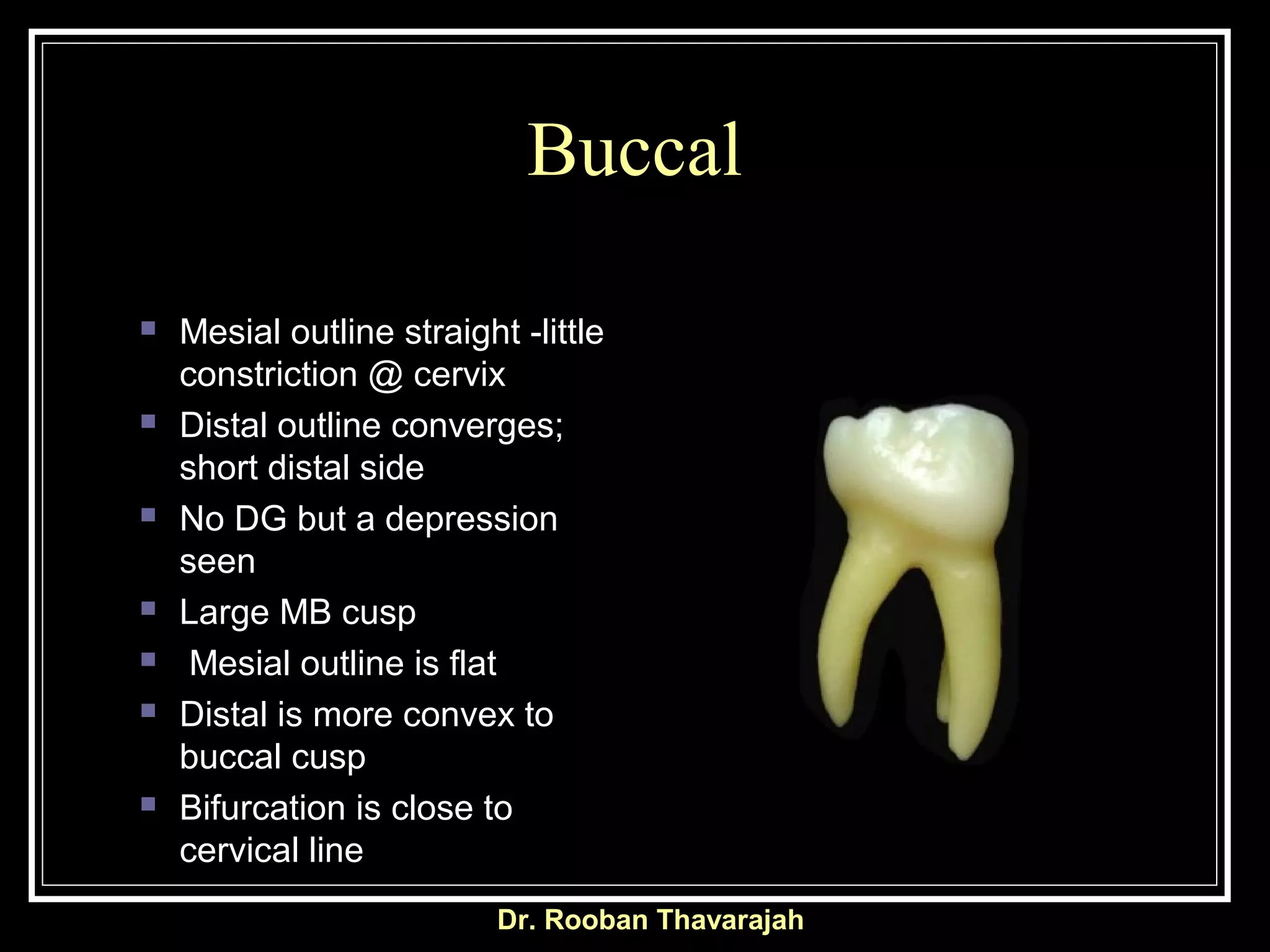 Morphology of Human Deciduous Mandibular Molar teeth | PPT