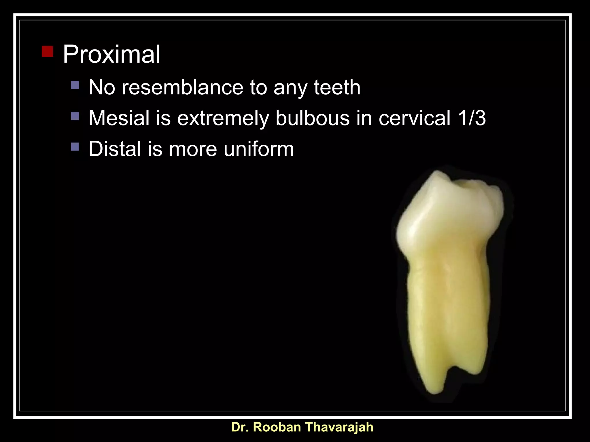 Morphology of Human Deciduous Mandibular Molar teeth | PPT
