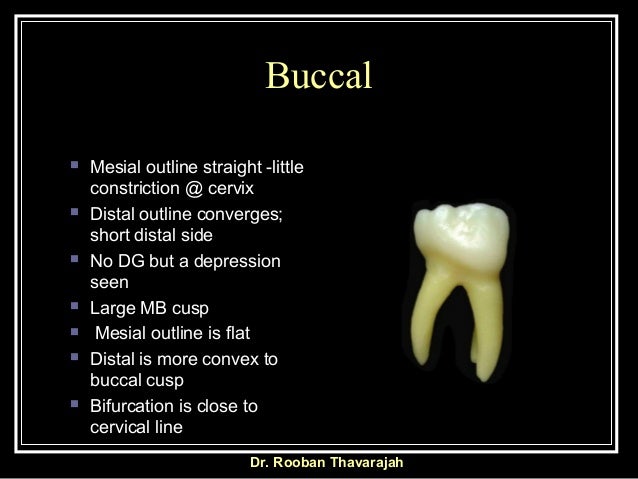 Morphology of Human Deciduous Mandibular Molar teeth