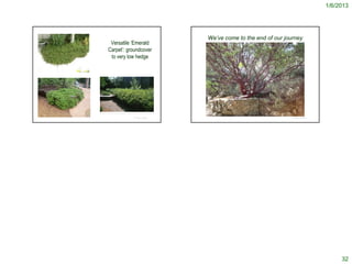 Magnificant Manzanitas - Notes | PPT