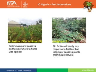 Intercropping use case in Nigeria Cassava/Maize | PPTX