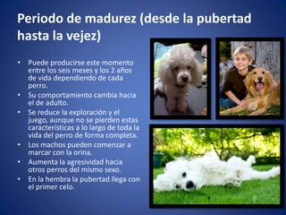 De cachorro a adulto | PPTX
