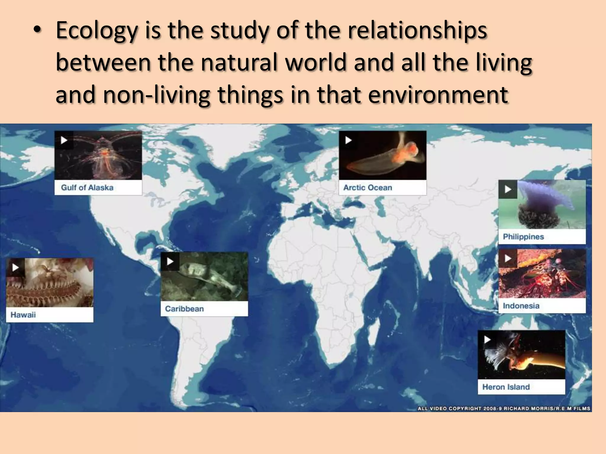 Ecology: Levels of Organization | PPTX