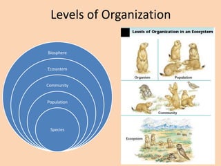 Ecology: Levels of Organization | PPTX