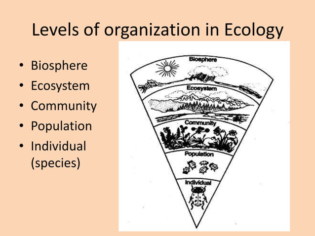 Ecology: Levels of Organization | PPT | Free Download