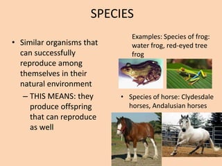 Ecology: Levels of Organization | PPTX