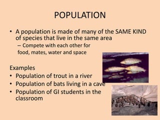 Ecology: Levels of Organization | PPTX