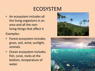 Ecology: Levels of Organization | PPTX