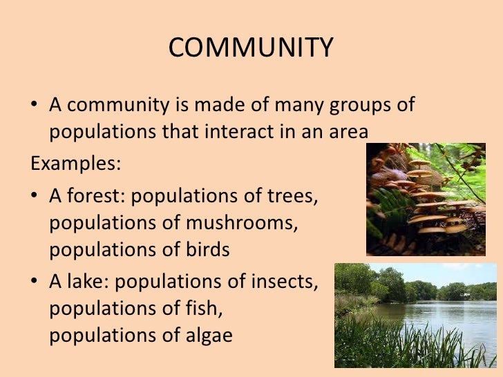 Community Examples Ecology Community Examples Ecology