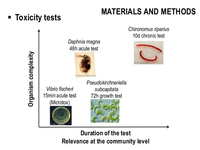 Ecotoxicity of river sediments: invertebrate community, toxicity bioa…