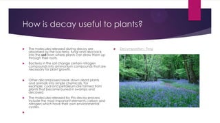 Decay and the carbon cycle | PPT