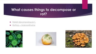 Decay and the carbon cycle | PPT