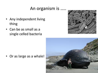 Decay And Decomposition | PPT