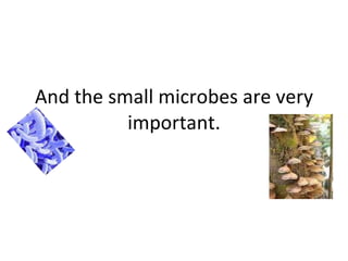 Decay And Decomposition | PPT