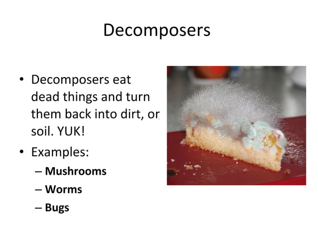 Decay And Decomposition | PPT | Environment | Science