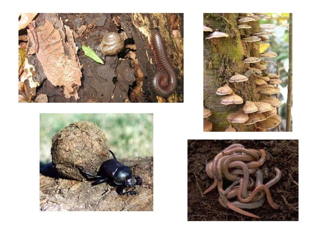 Decay And Decomposition | PPT | Environment | Science