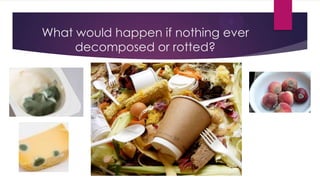 Decay and the carbon cycle | PPT