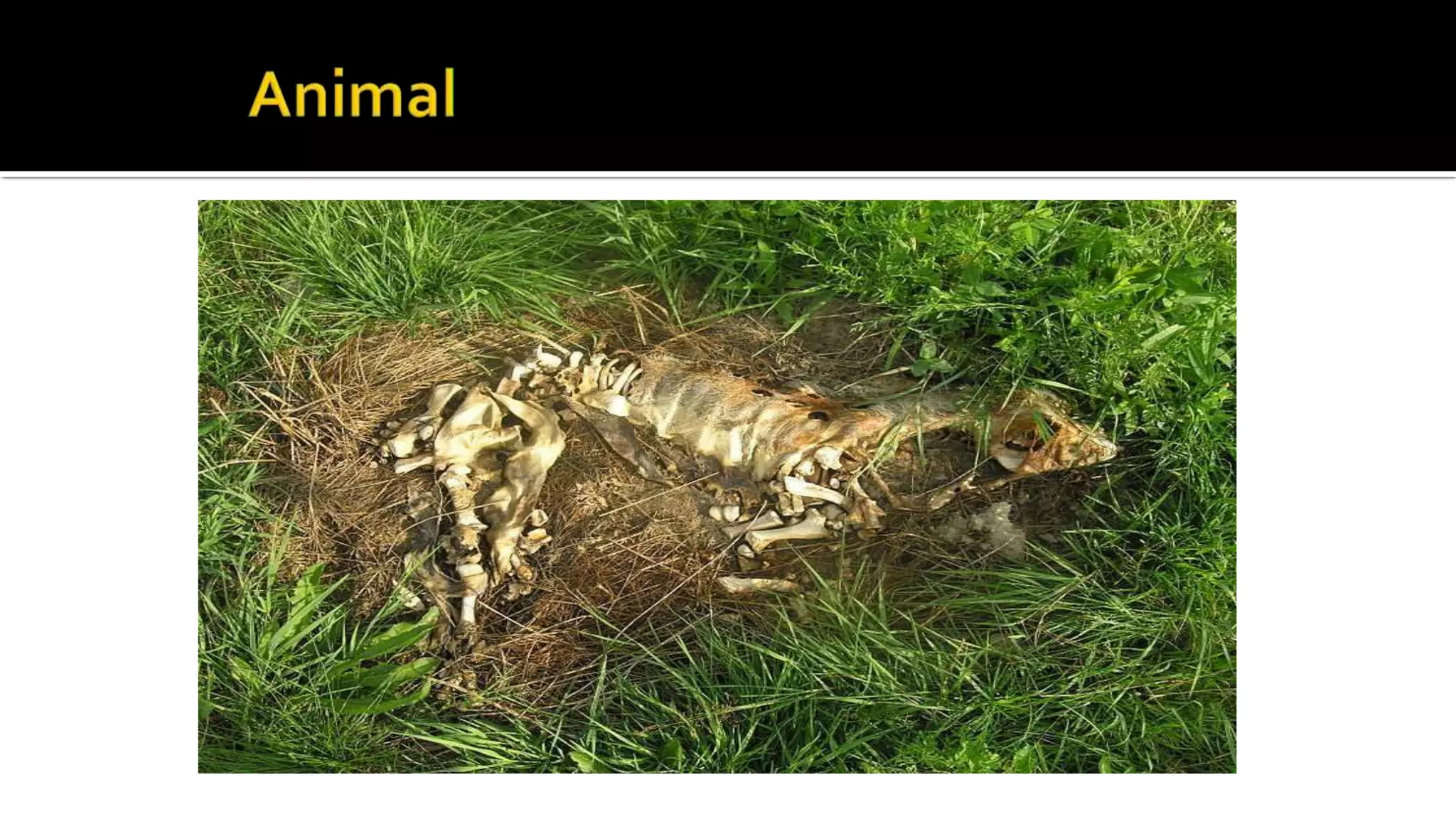 Decaying non decaying | PPTX | Infectious Diseases | Diseases and ...