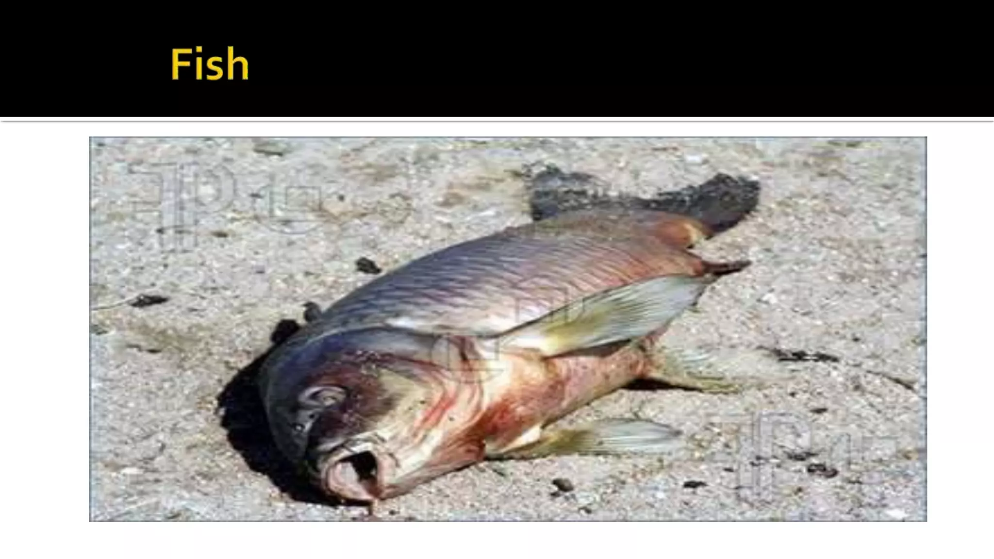 Decaying non decaying | PPTX | Infectious Diseases | Diseases and ...