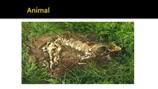 Decaying non decaying | PPTX