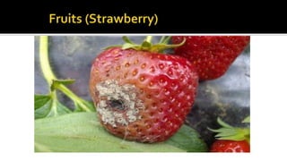 Decaying non decaying | PPTX | Infectious Diseases | Diseases and ...