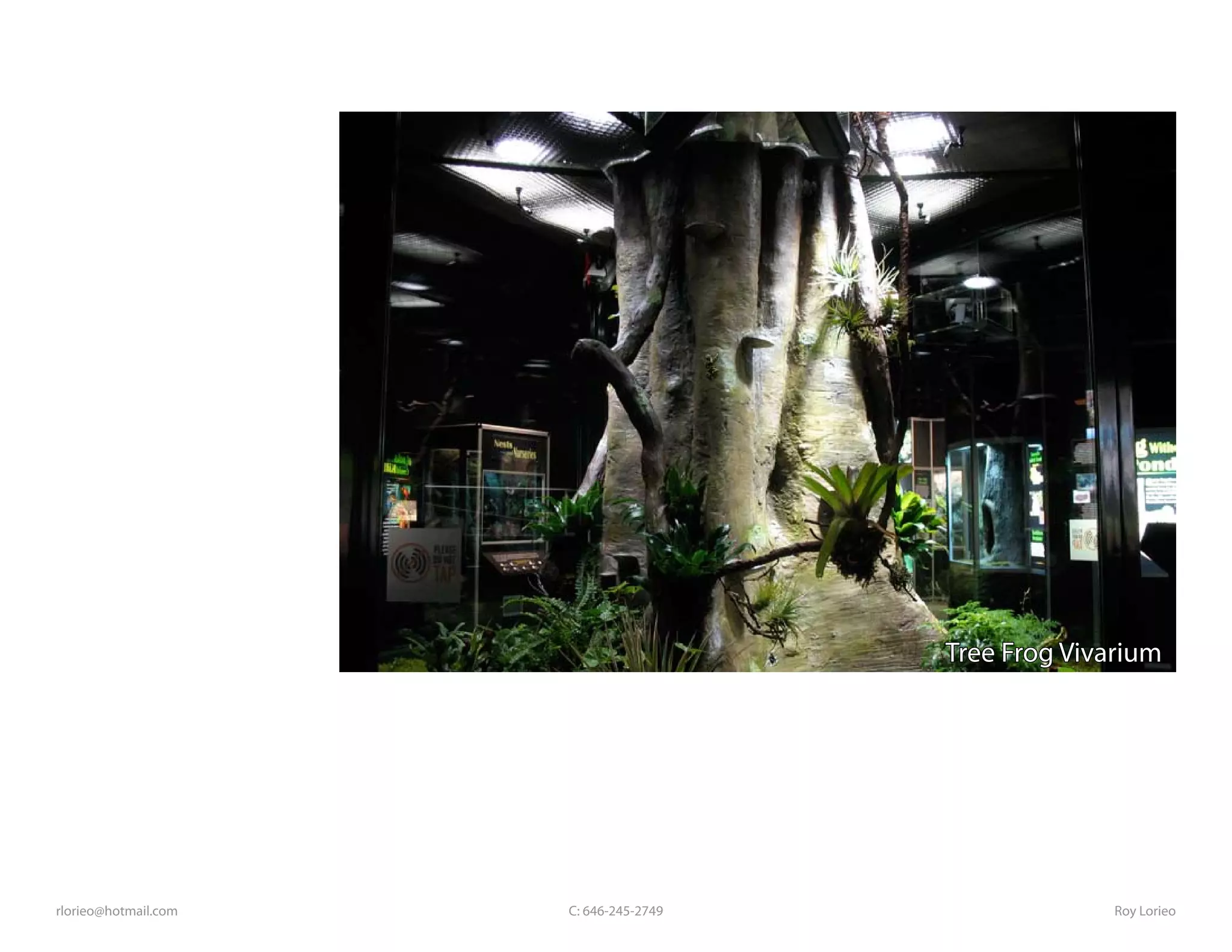 RL Portfolio AMNH Tree Frog_vs02_sm | PPT