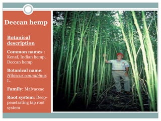 Deccan hemp ppt presentation | PPTX