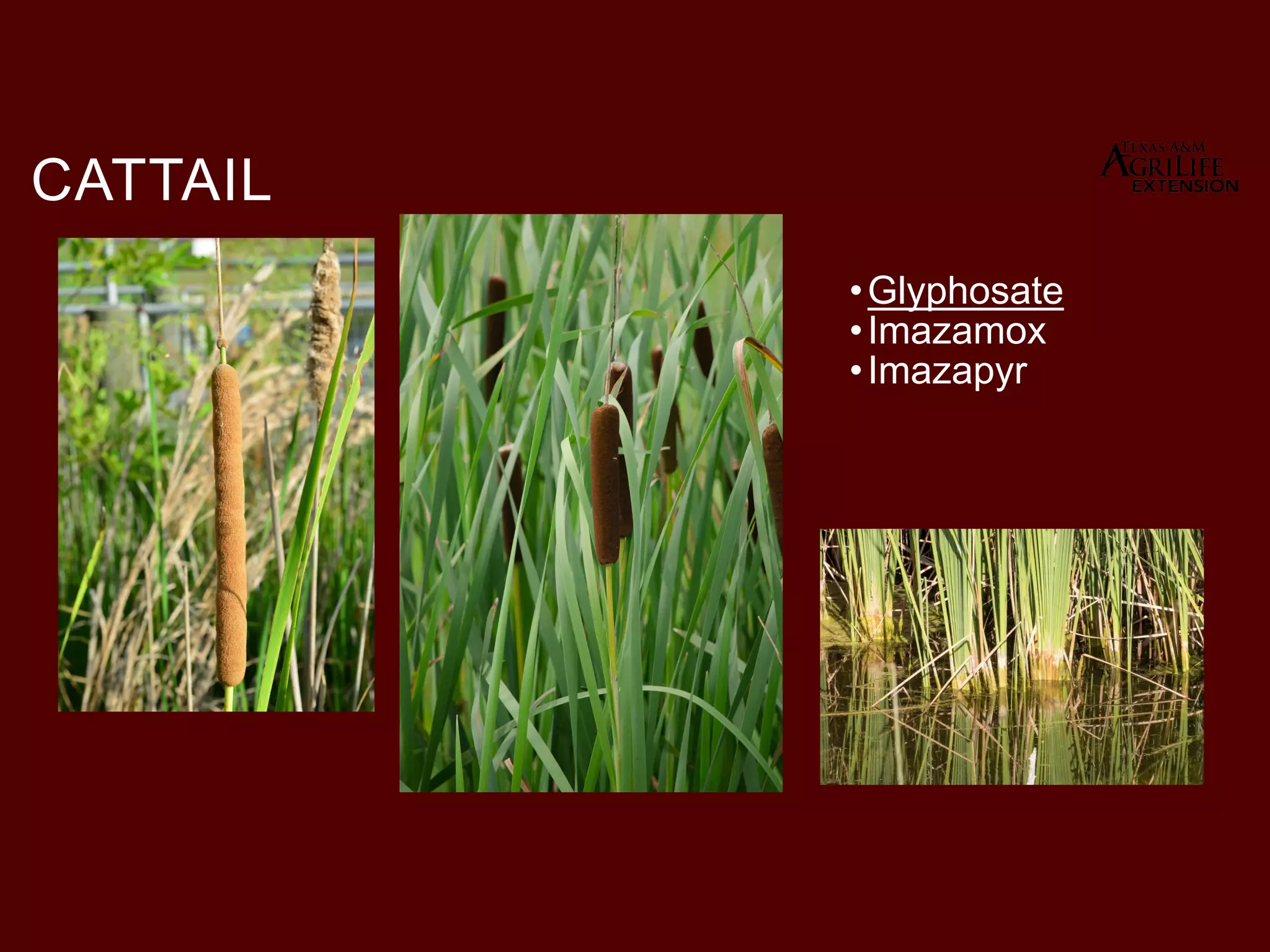 Pond Management & Weed Control - Brittany Chesser | PDF