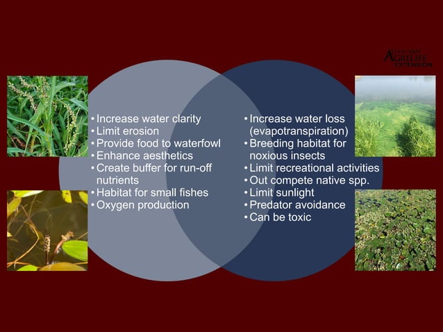 Pond Management & Weed Control - Brittany Chesser | PPT