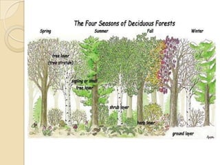 Decidous forests | PPTX