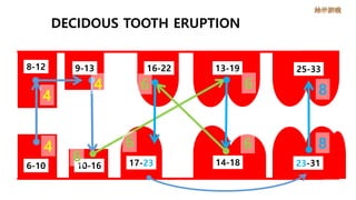 Deciduous tooth eruption & Quizzes- Help memorizing with Mnemonics and ...