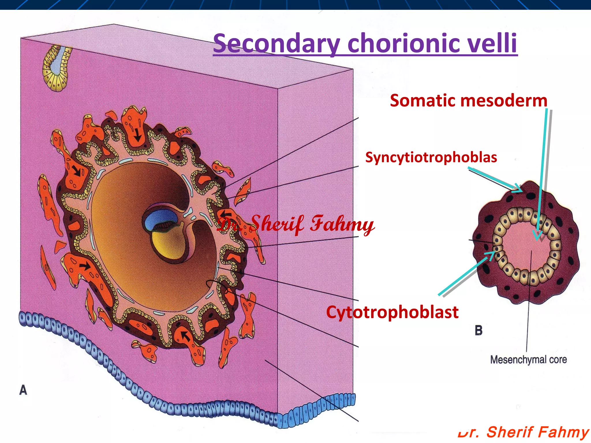 Decidua & Chorionic Velli (General Embryology) | PPS