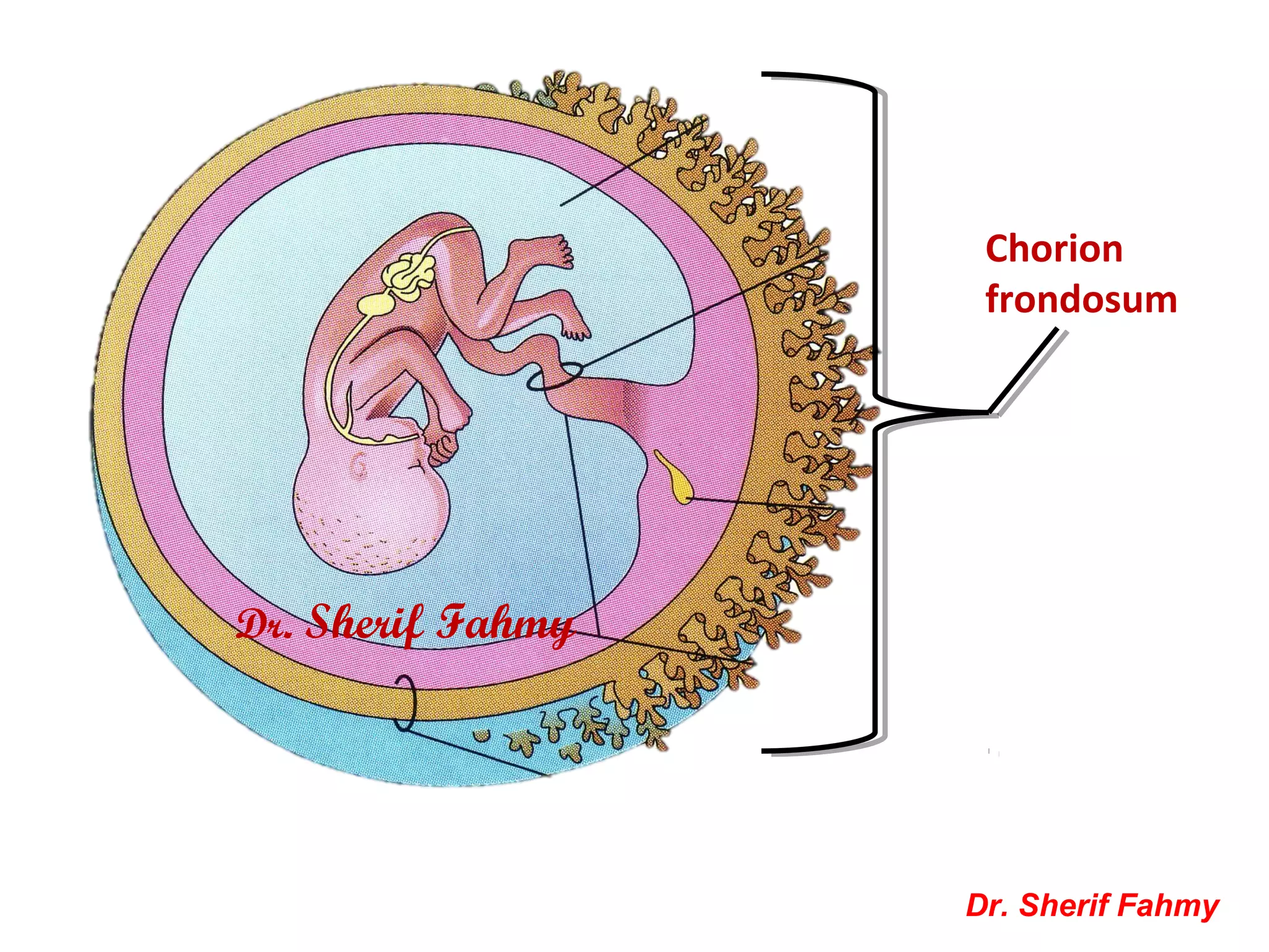 Decidua & Chorionic Velli (General Embryology) | PPS