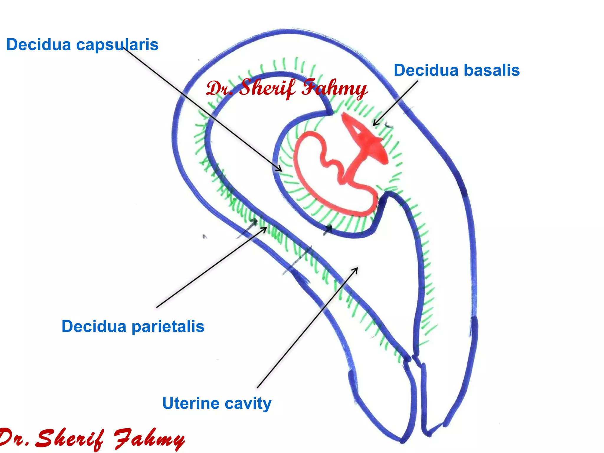 Decidua & Chorionic Velli (General Embryology) | PPS