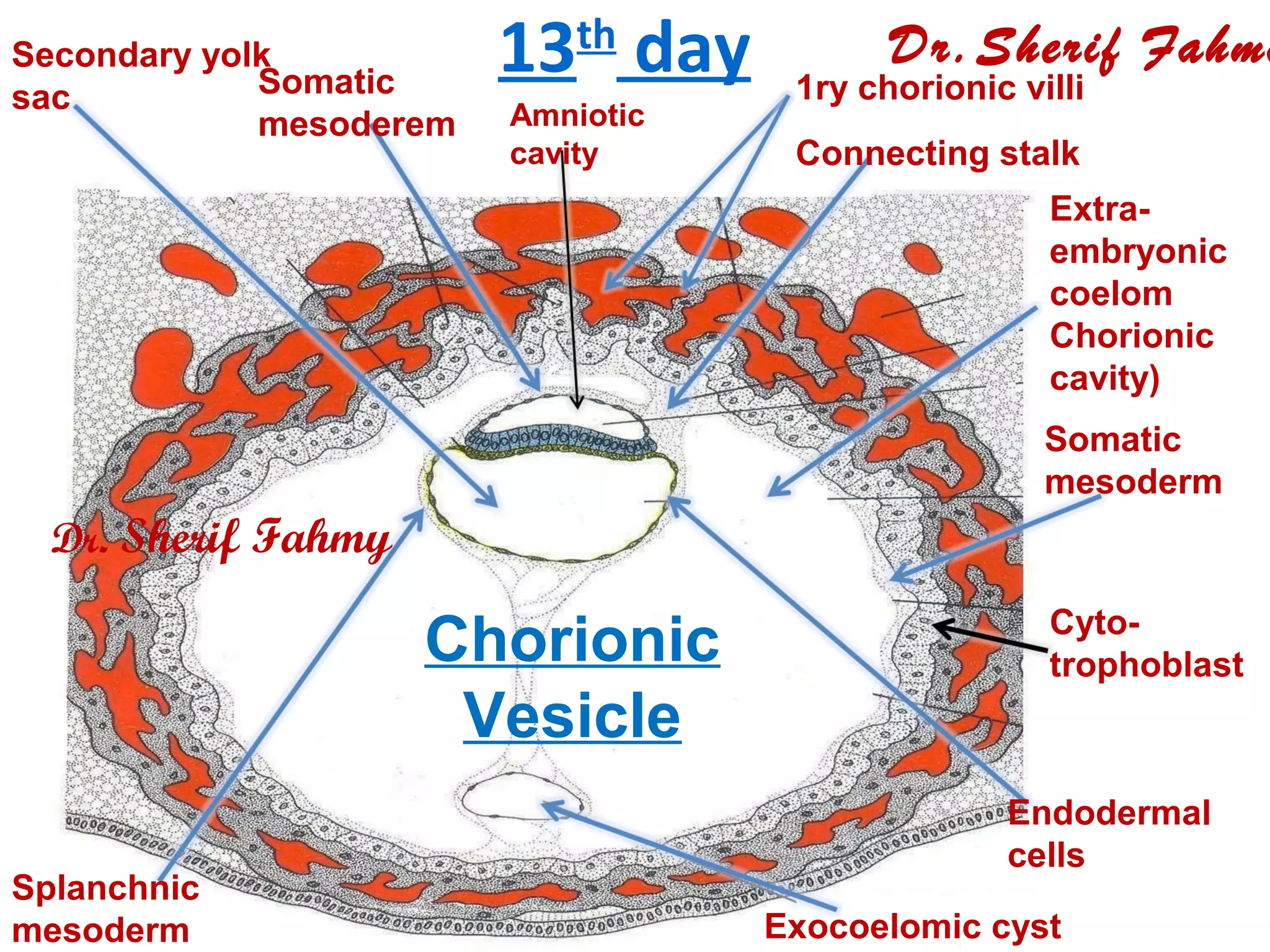 Decidua & Chorionic Velli (General Embryology) | PPS