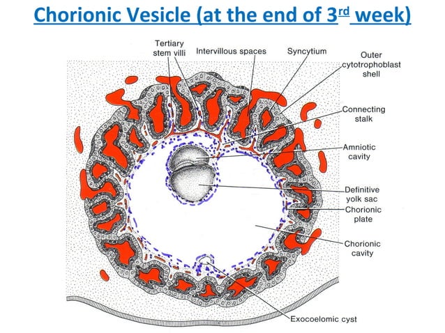 Decidua & Chorionic Velli (General Embryology) | PPS