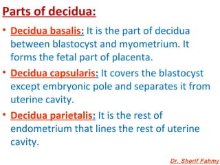 Decidua & Chorionic Velli (General Embryology) | PPS