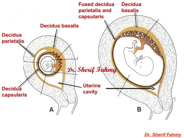 Decidua & Chorionic Velli (General Embryology) | PPS