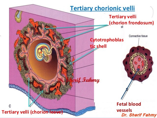 Decidua & Chorionic Velli (General Embryology)