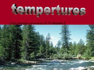 Deciduous Forest | PPT