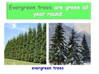 Deciduous and evergreen trees | PPT