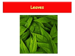 Deciduous and evergreen trees | PPT | Gardening | Home & Garden