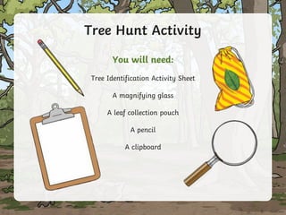 Deciduous and Evergreen Trees Task Setter PowerPoint.ppt