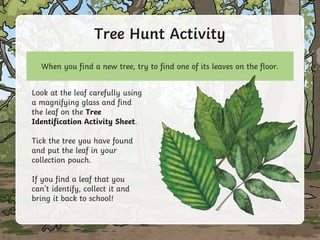 Deciduous and Evergreen Trees Task Setter PowerPoint.ppt